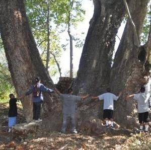 Trees – More Mesa Preservation Coalition