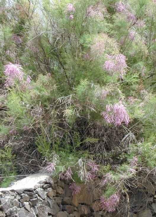 Invasive Plants – More Mesa Preservation Coalition