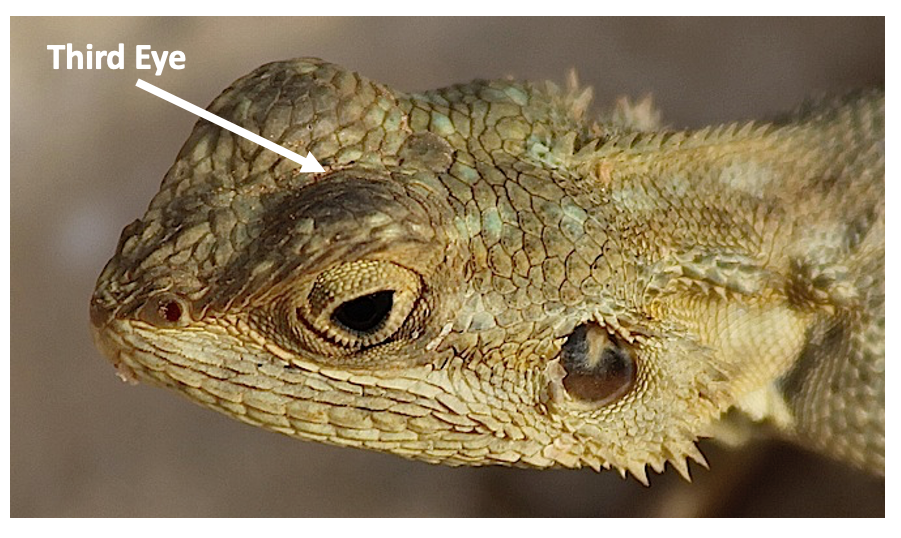 Fauna – More Mesa Preservation Coalition