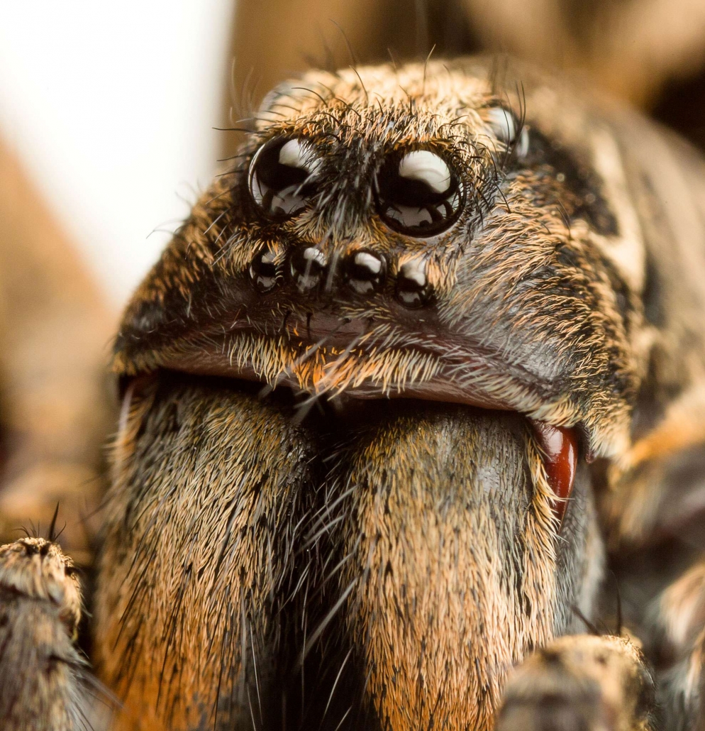 Living with the Lockdown – Treasure Hunt #18 – More Mesa Preservation ...