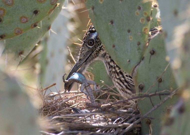 Living with the Lockdown – Treasure Hunt #22 – More Mesa Preservation ...